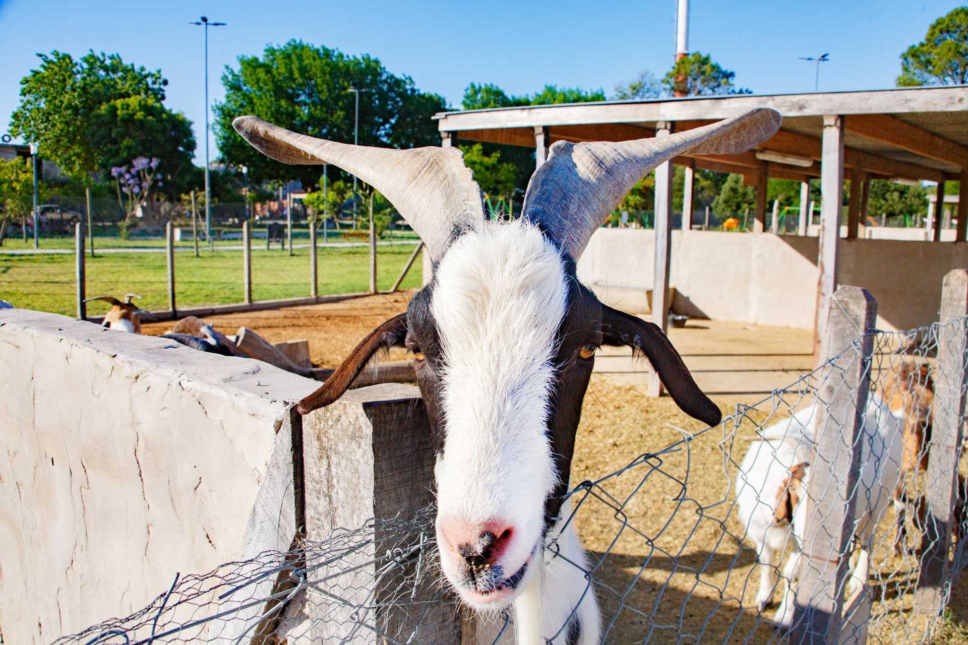 Parque de la Familia y los Animales una opción ideal para disfrutar ...
